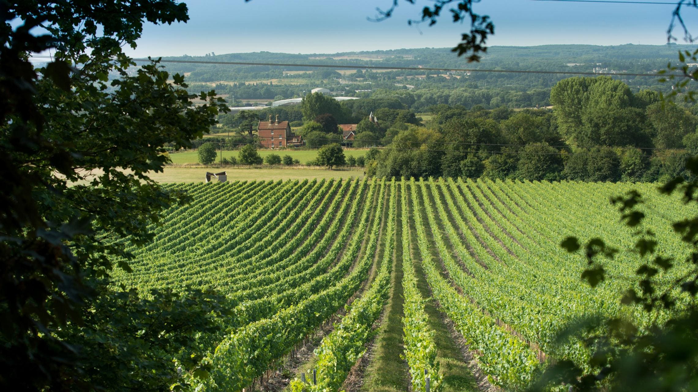 The best UK vineyards and wine tours for channelling your inner ...