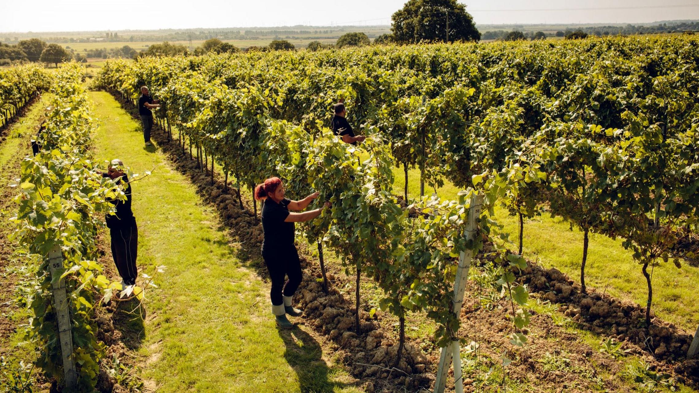 British Sparkling Wine: Raising a Glass to Home-Grown Fizz – Luxury London