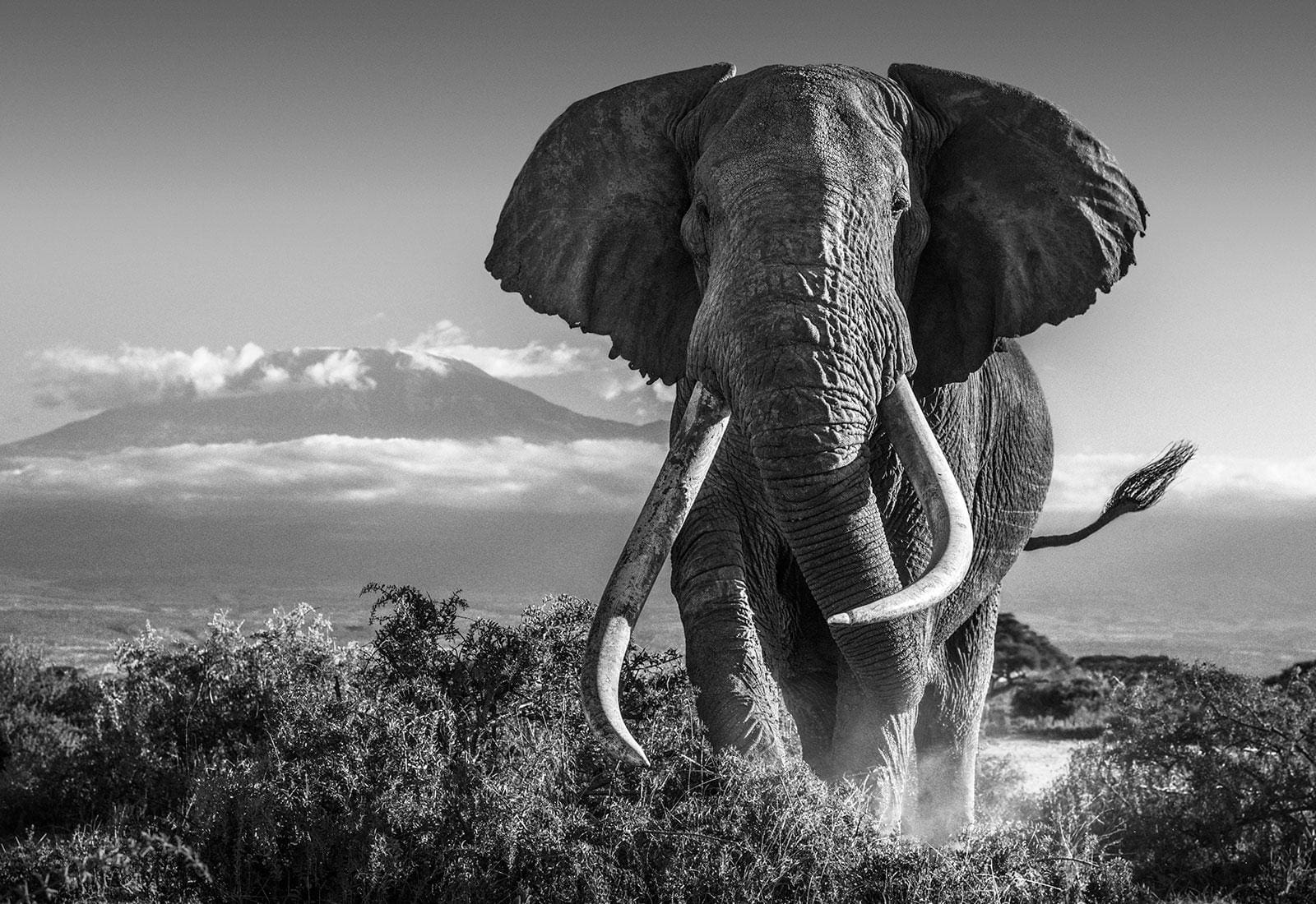 Behind the lens: David Yarrow on his most famous photographs – Luxury ...