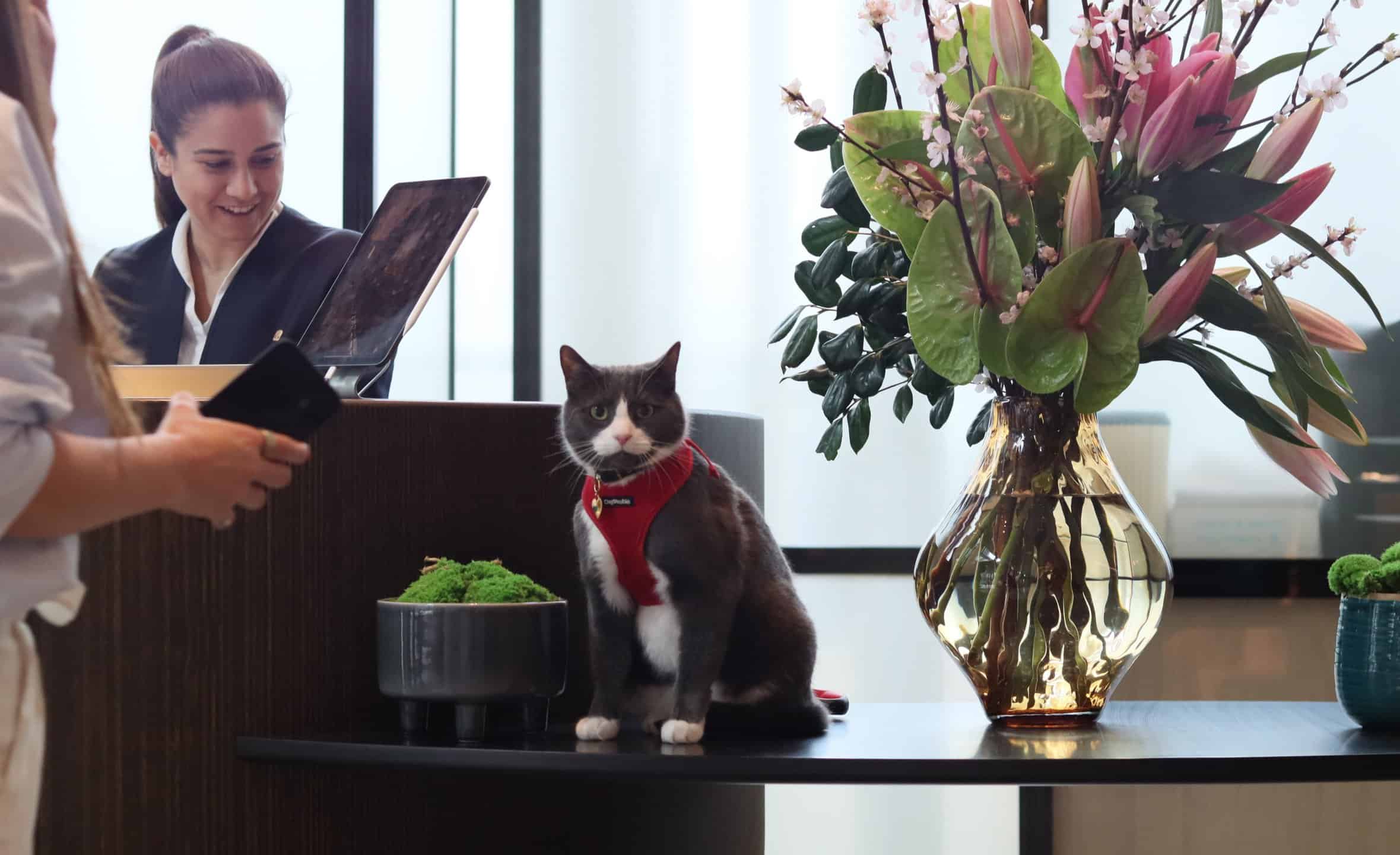 Pan Pacific London launches a posh pet package to coincide with ...
