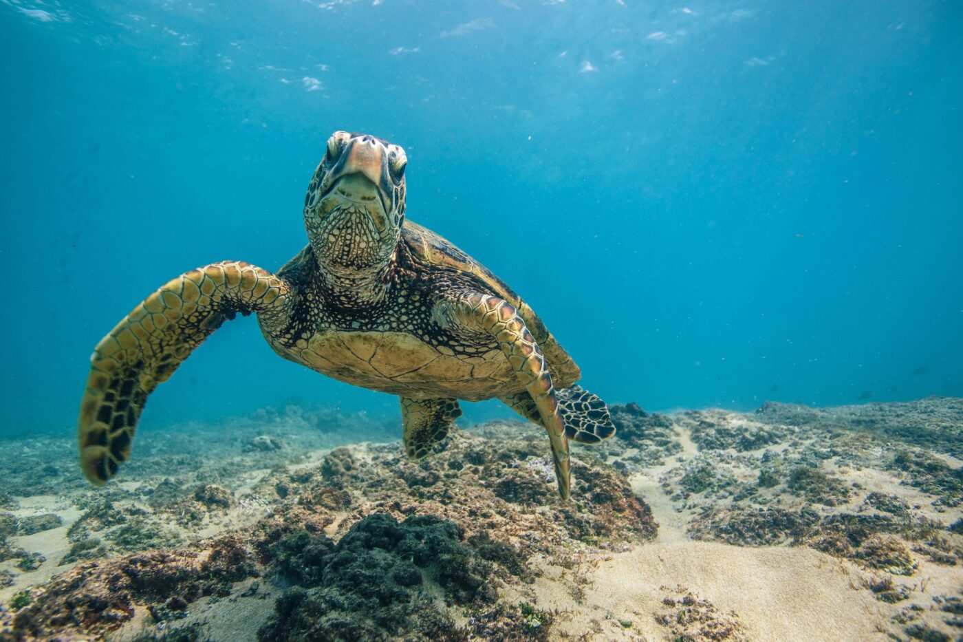 Why Cape Verde is on a mission to save turtles from extinction