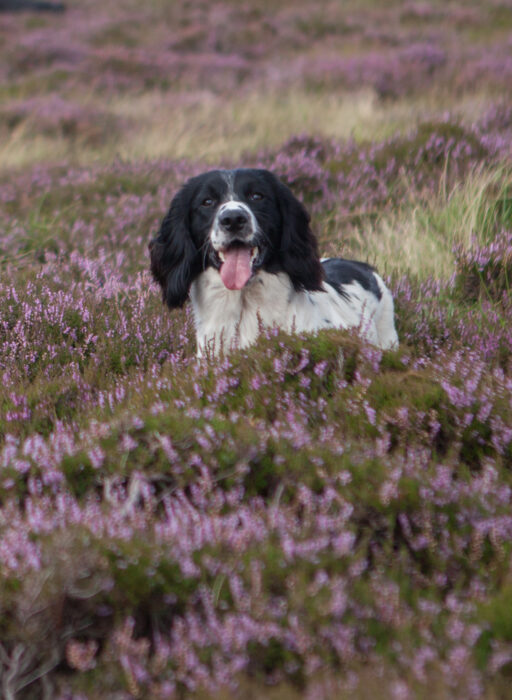 A brief history of the Glorious Twelfth – and why it's controversial